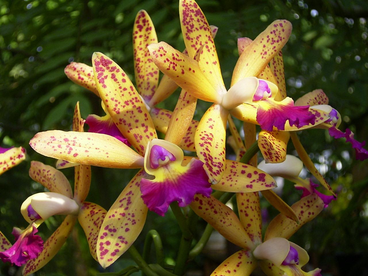 レリオカトレア・トロピカルポインター‘アメチスト’: 怠け者の散歩道2