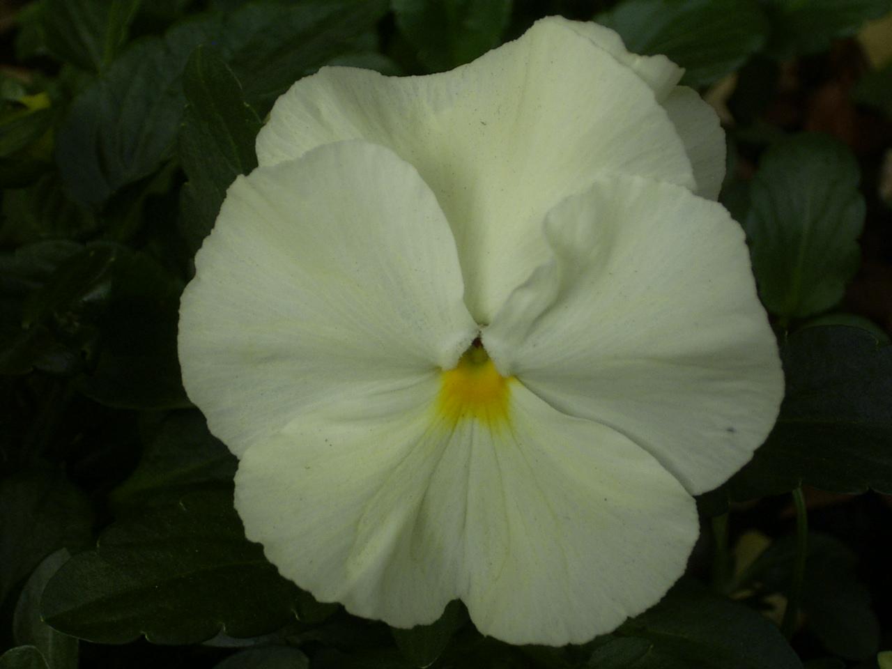 パンジーさまざま: 怠け者の散歩道2