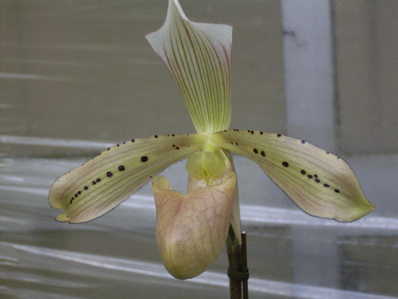 パフィオペディルム・トンスム: 怠け者の散歩道2