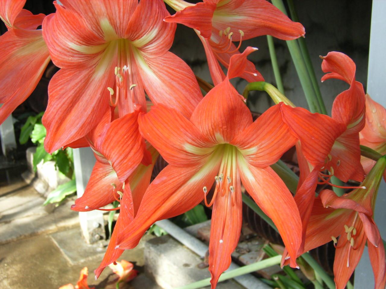 ヒッペアストルム・スツリアツムの花: 怠け者の散歩道2