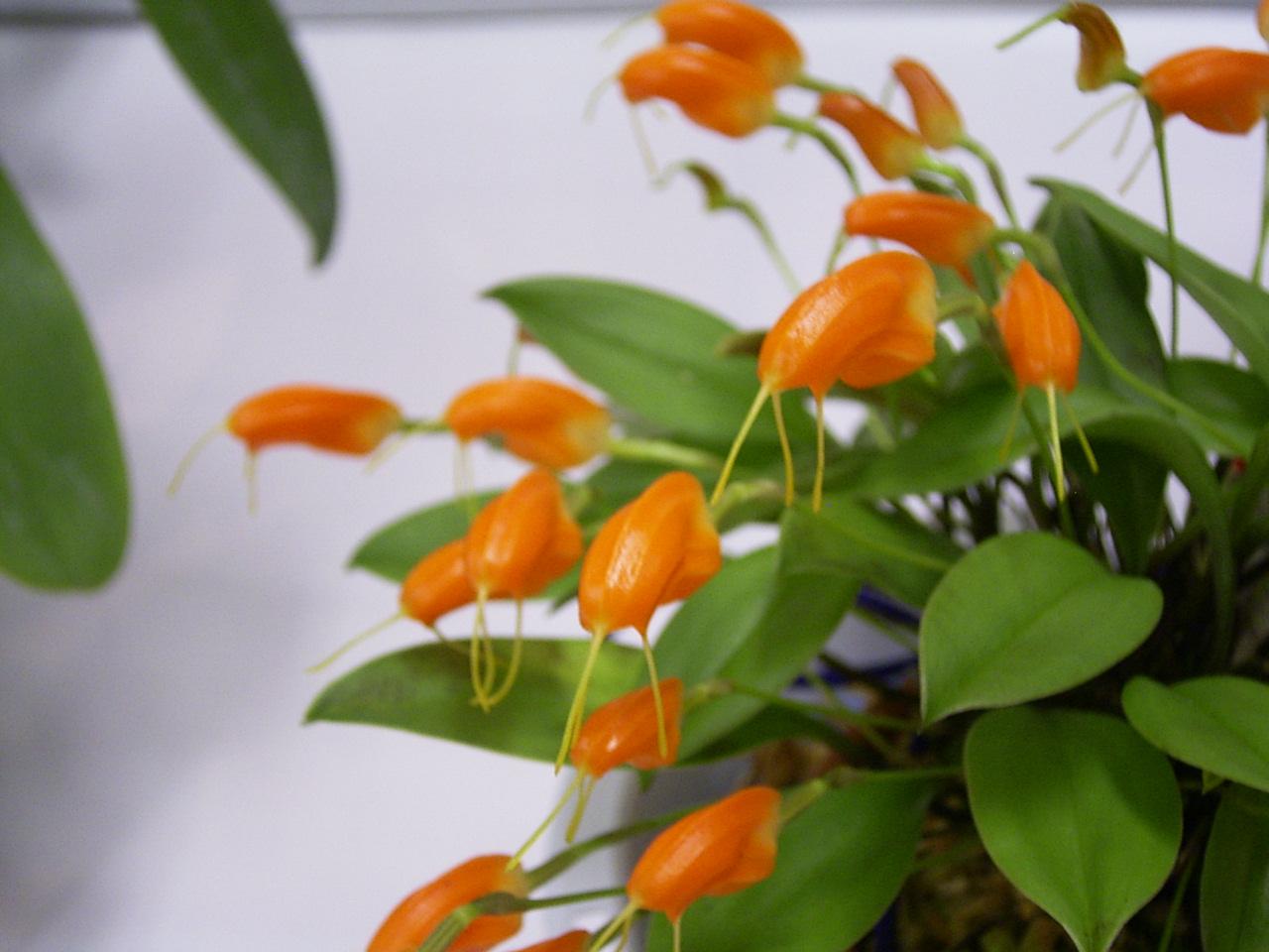 マスデバリア・リマックス: 怠け者の散歩道2