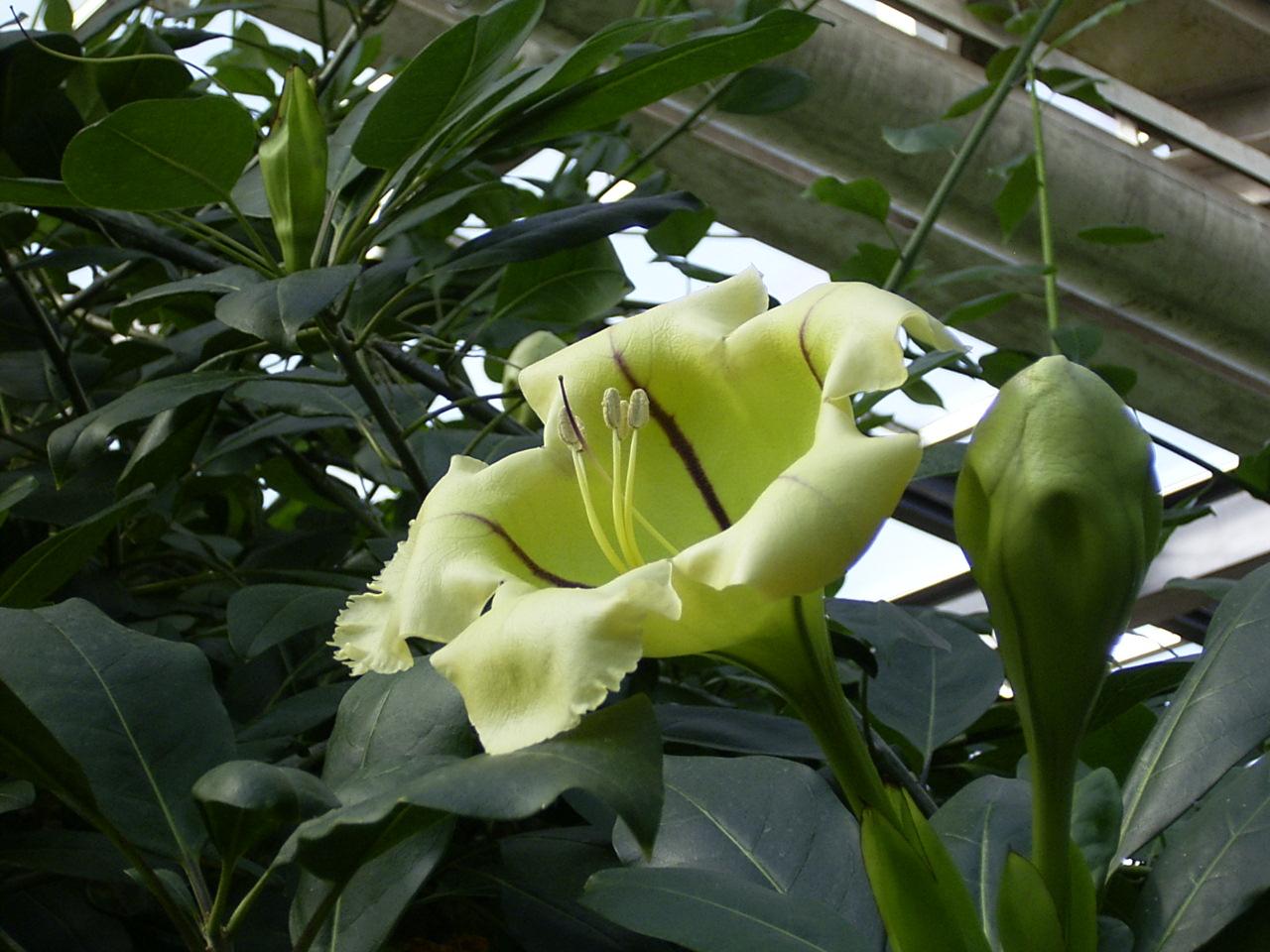 ソランドラ・マキシマ: 怠け者の散歩道2