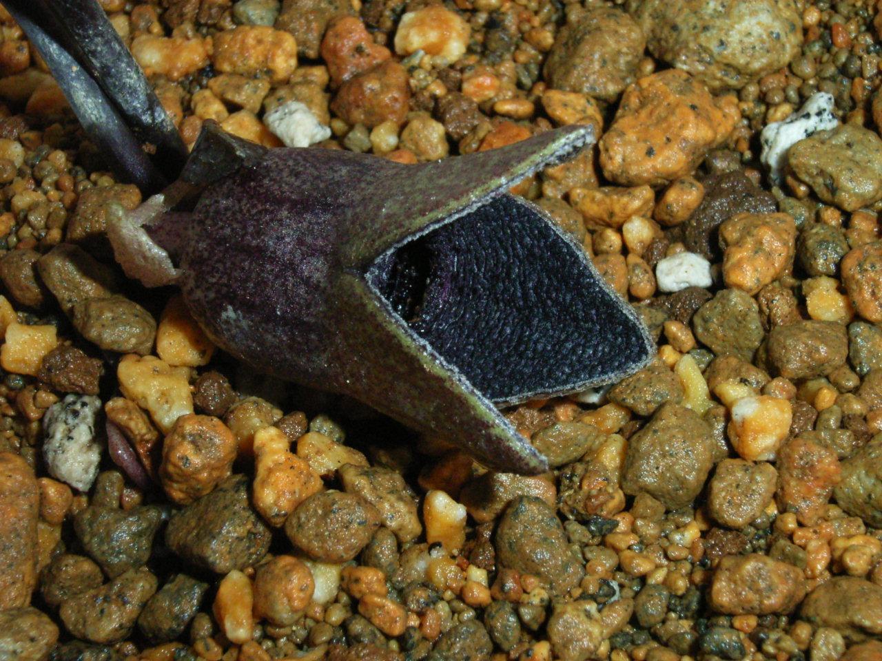 自宅のコシノカンアオイ: 怠け者の散歩道2