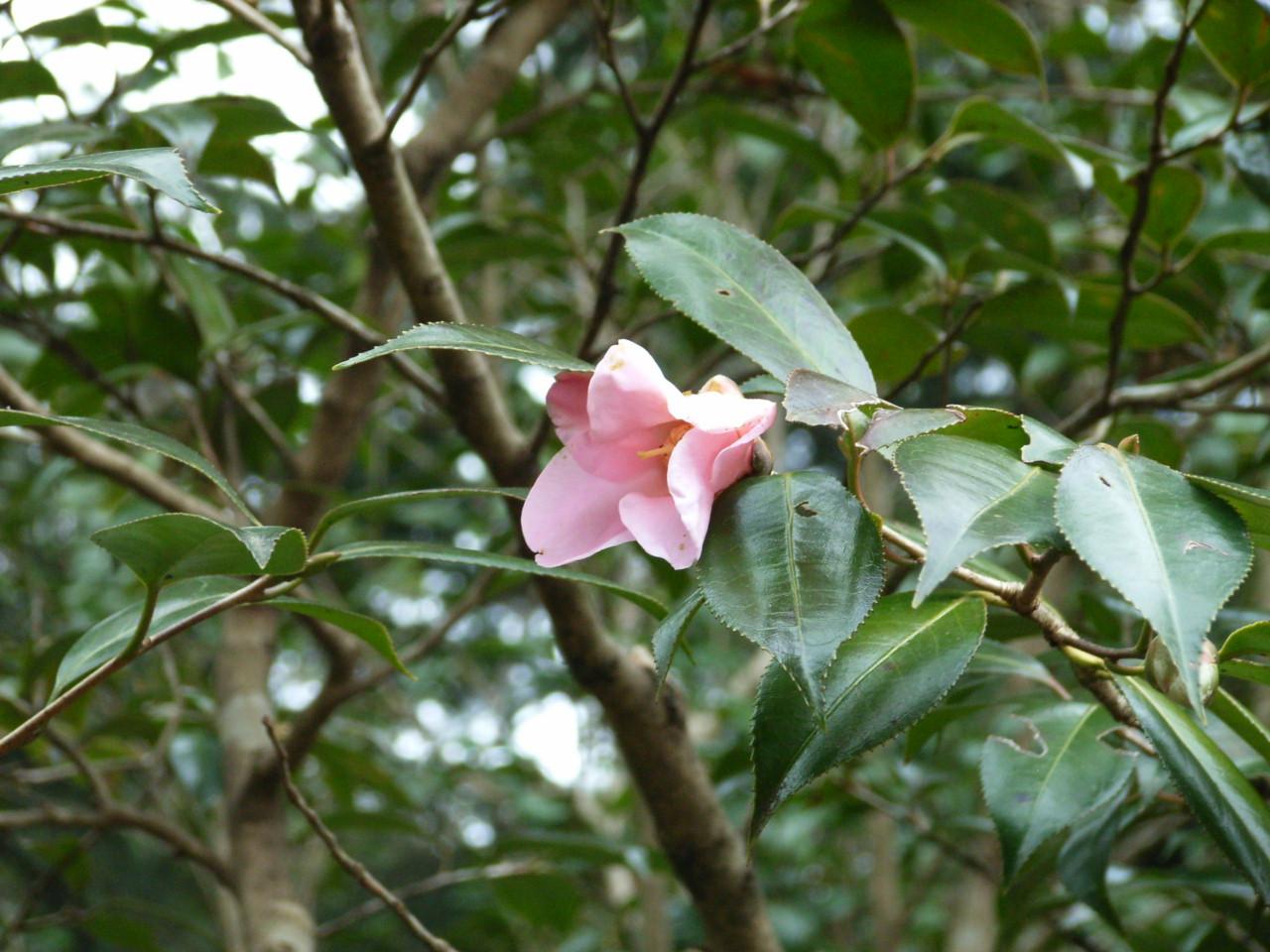 茨城県植物園のツバキ: 怠け者の散歩道2