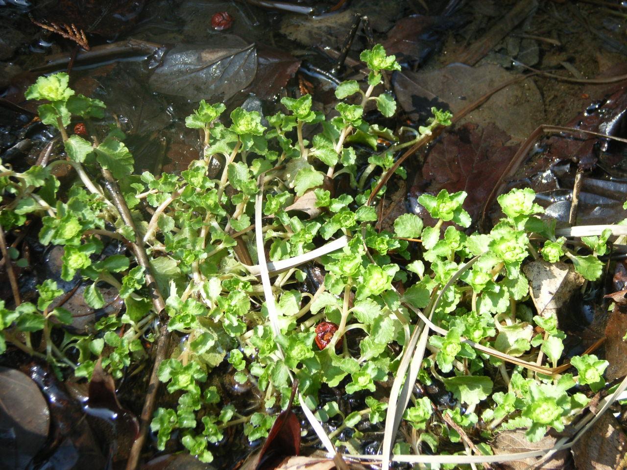 ネコノメソウ: 怠け者の散歩道2
