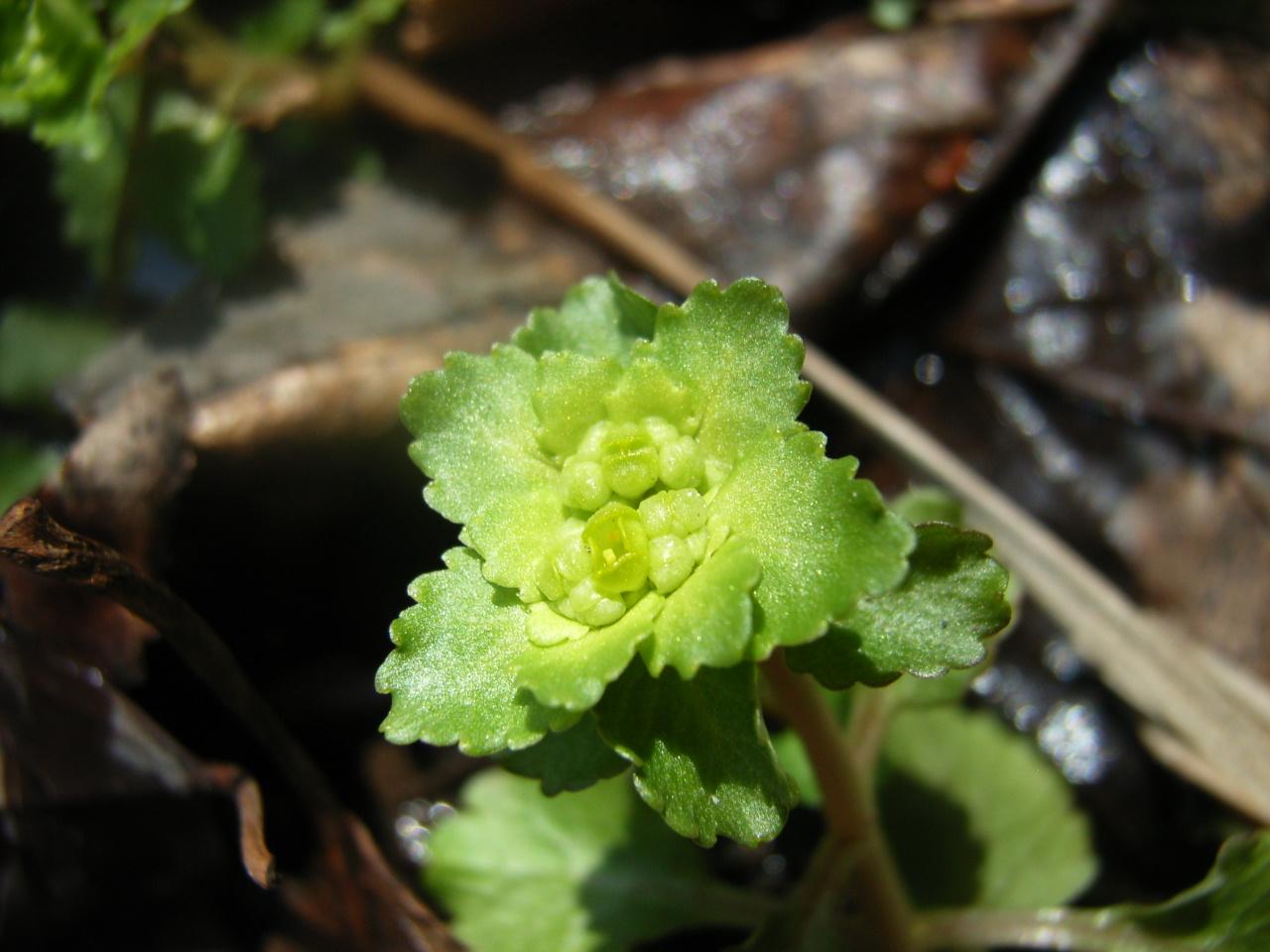 ネコノメソウ: 怠け者の散歩道2