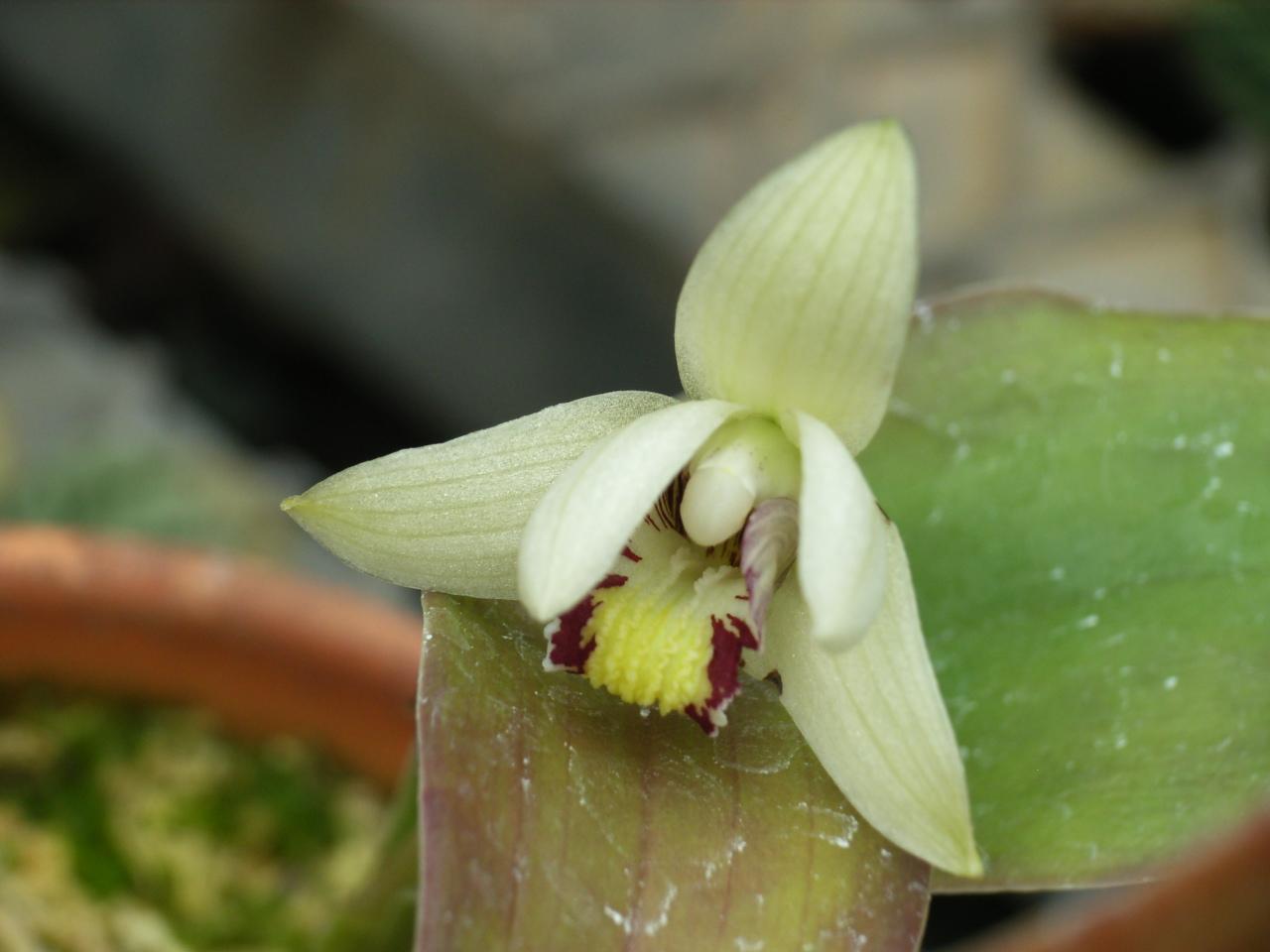 エリア・コロナリア: 怠け者の散歩道2