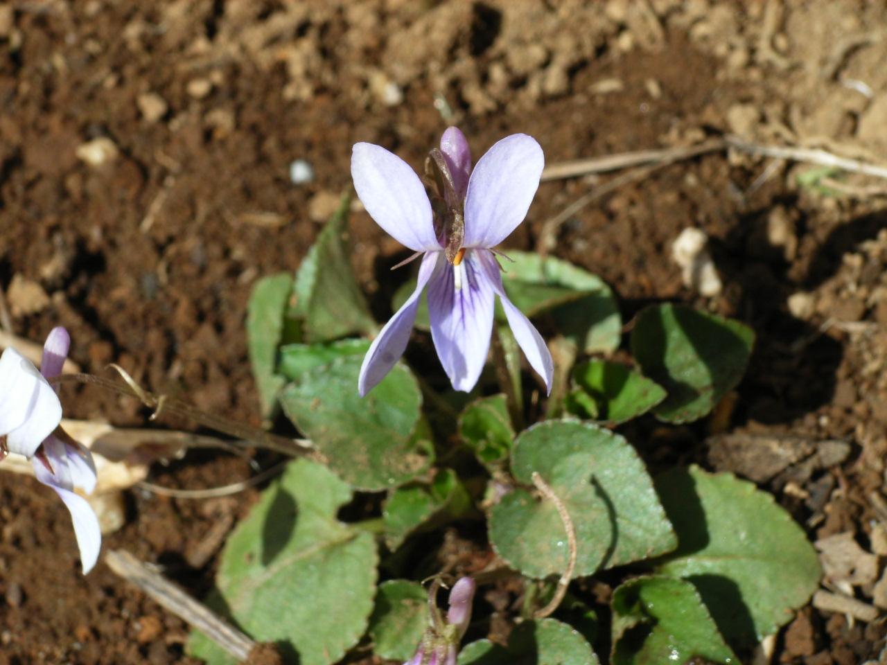 Viola hondoensis (Violet) (Aoi sumire)