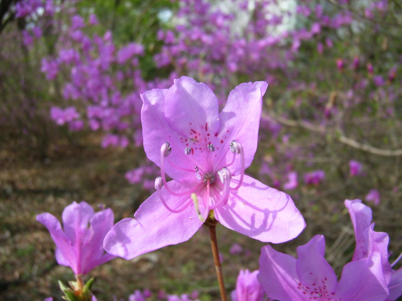 コバノミツバツツジ: 怠け者の散歩道2