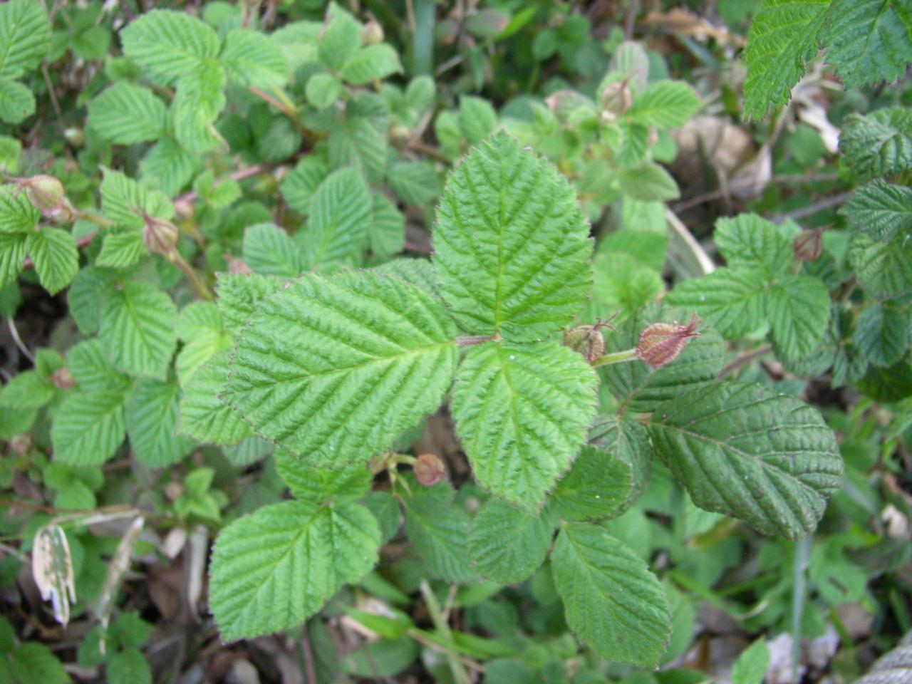 クサイチゴの花: 怠け者の散歩道2