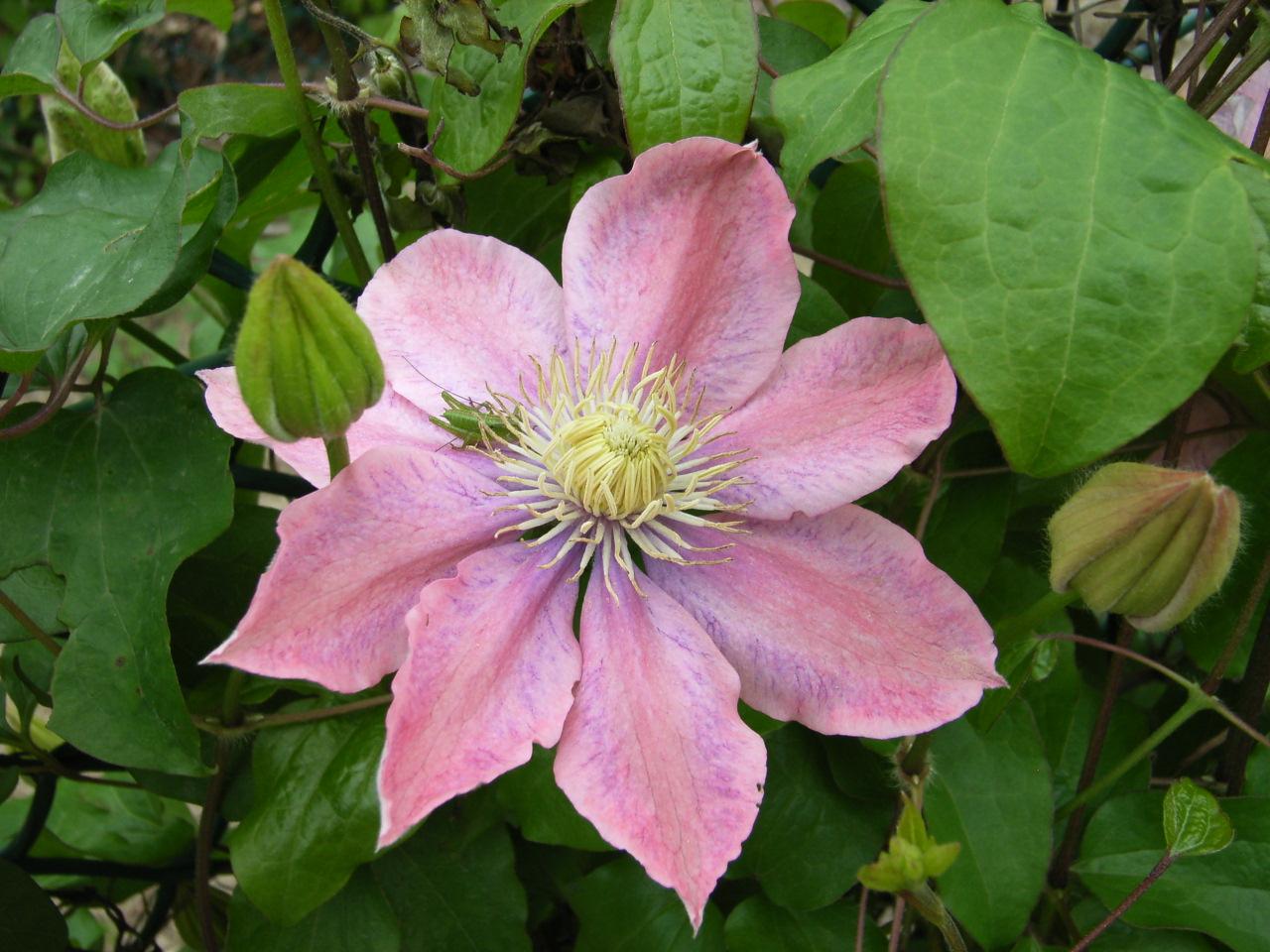 つくば植物園のクレマチス展：クレマチス園芸種: 怠け者の散歩道2