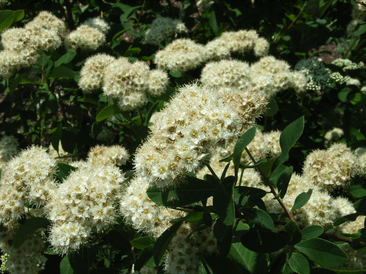 バージニア・メドウスイート: 怠け者の散歩道2