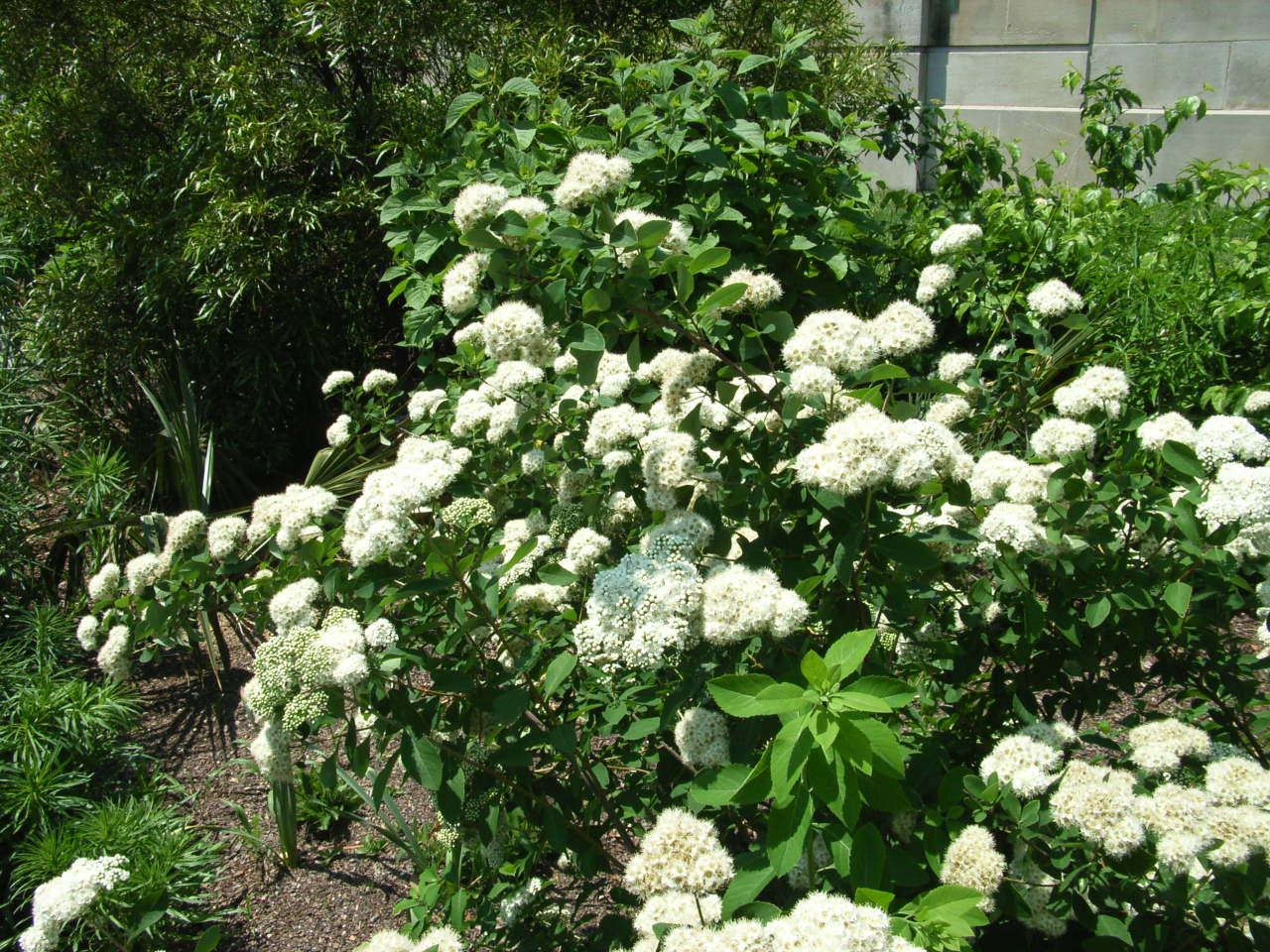 バージニア・メドウスイート: 怠け者の散歩道2