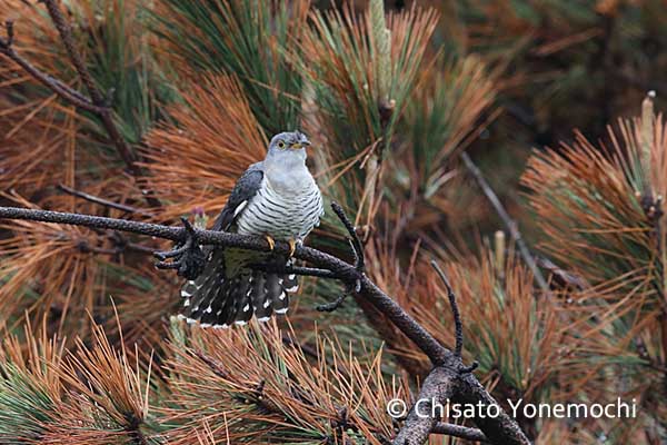 Lesser Cuckoo
